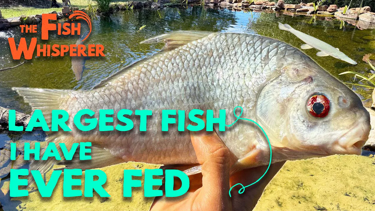 The Largest Fish I've Ever Fed! (Will the Gar Eat it?) - The Fish ...