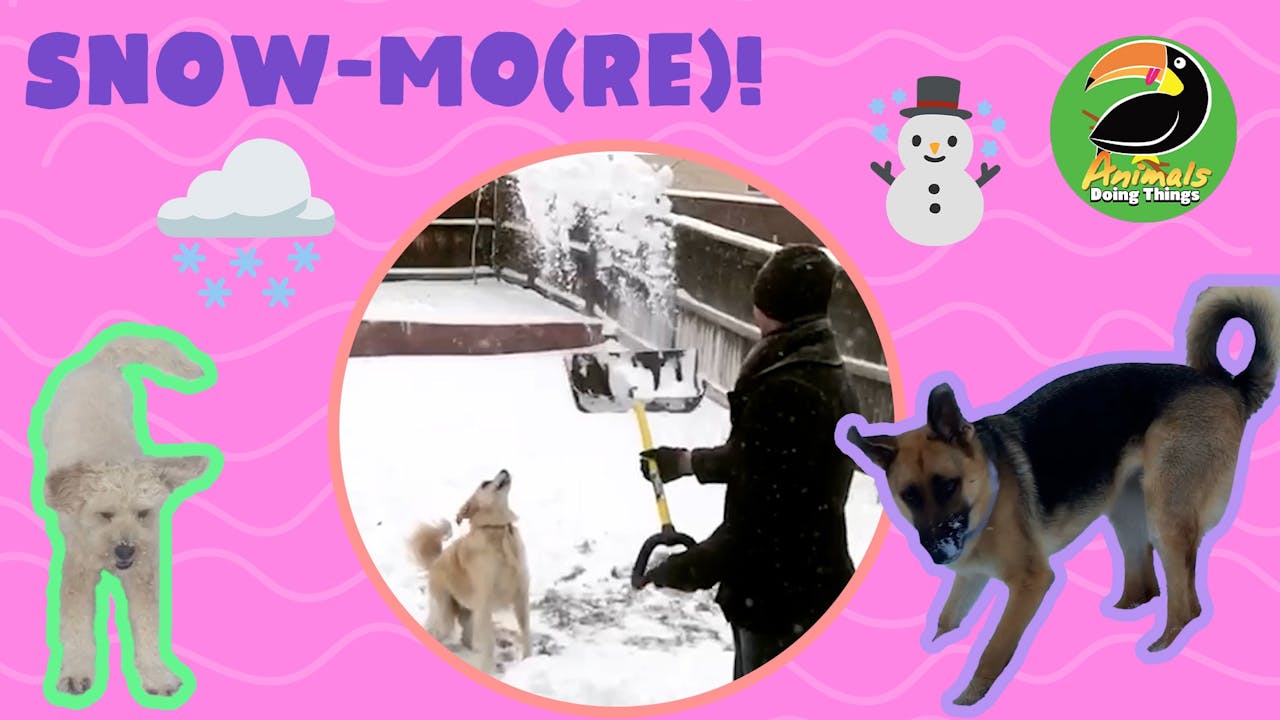 Animals Doing Things | Snow-mo(re)! - Animals Doing Things - Yippee ...