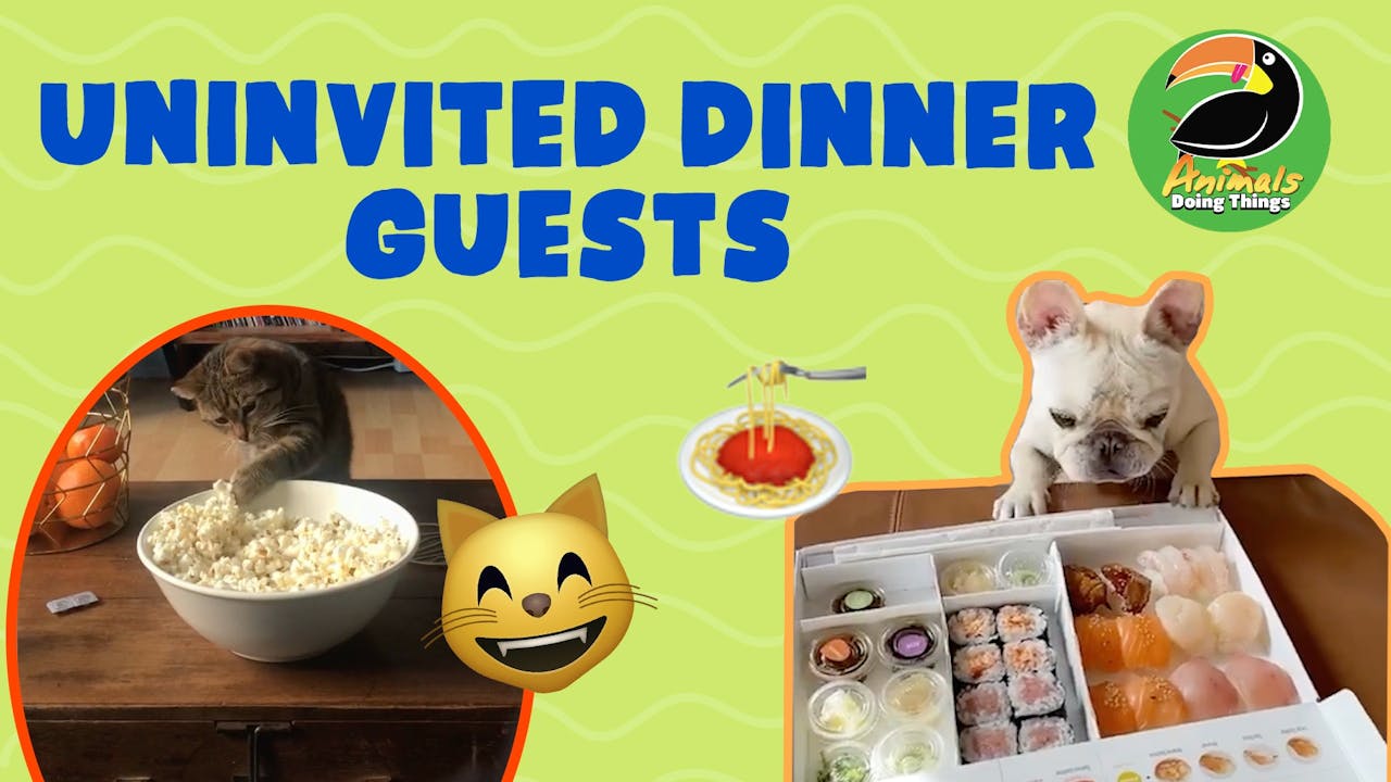 Animals Doing Things | Uninvited Dinner Guests - Animals Doing Things ...