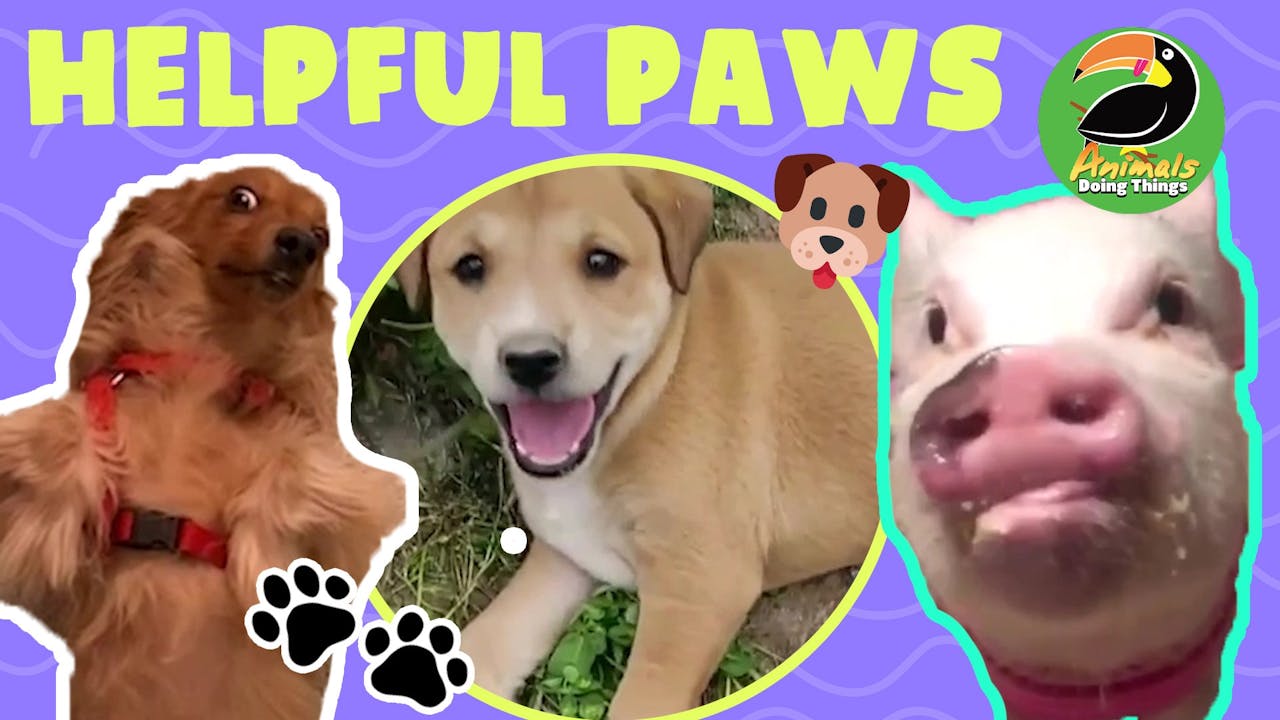 Animals Doing Things | Helpful Paws - Season 1 - Yippee - Faith filled ...