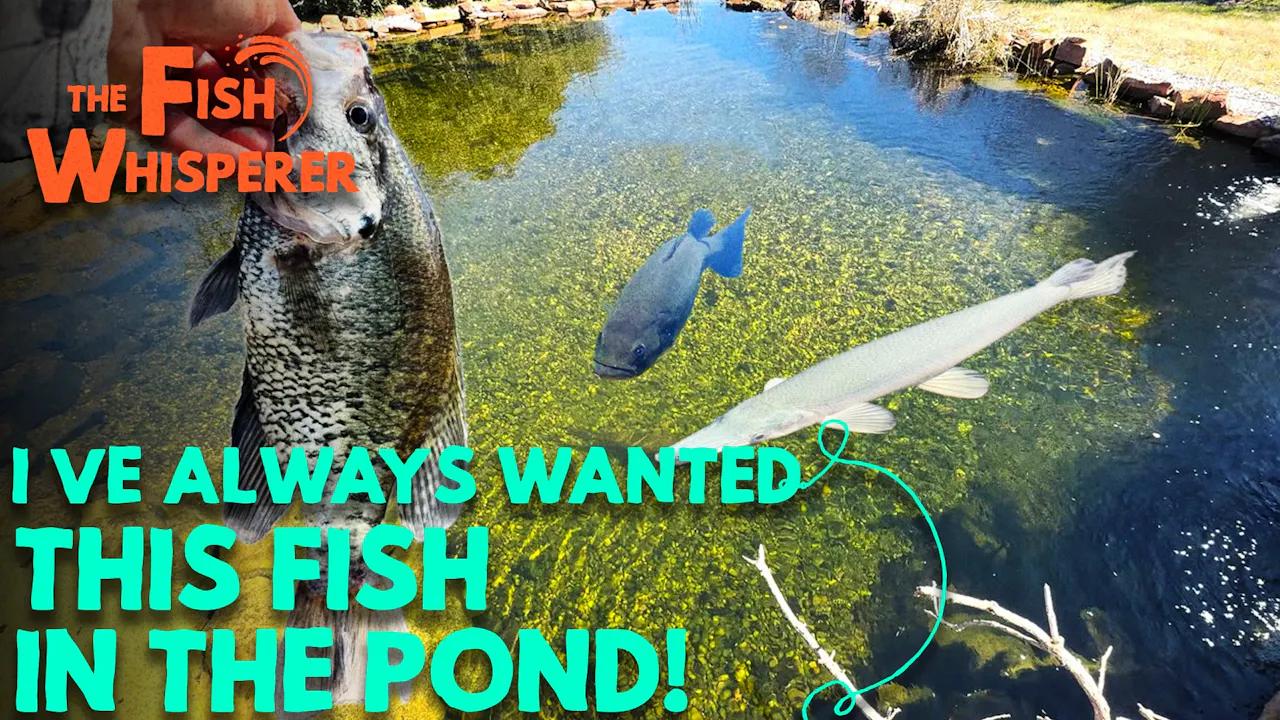 I've Always Wanted this Fish in the Pond! - The Fish Whisperer - Yippee ...