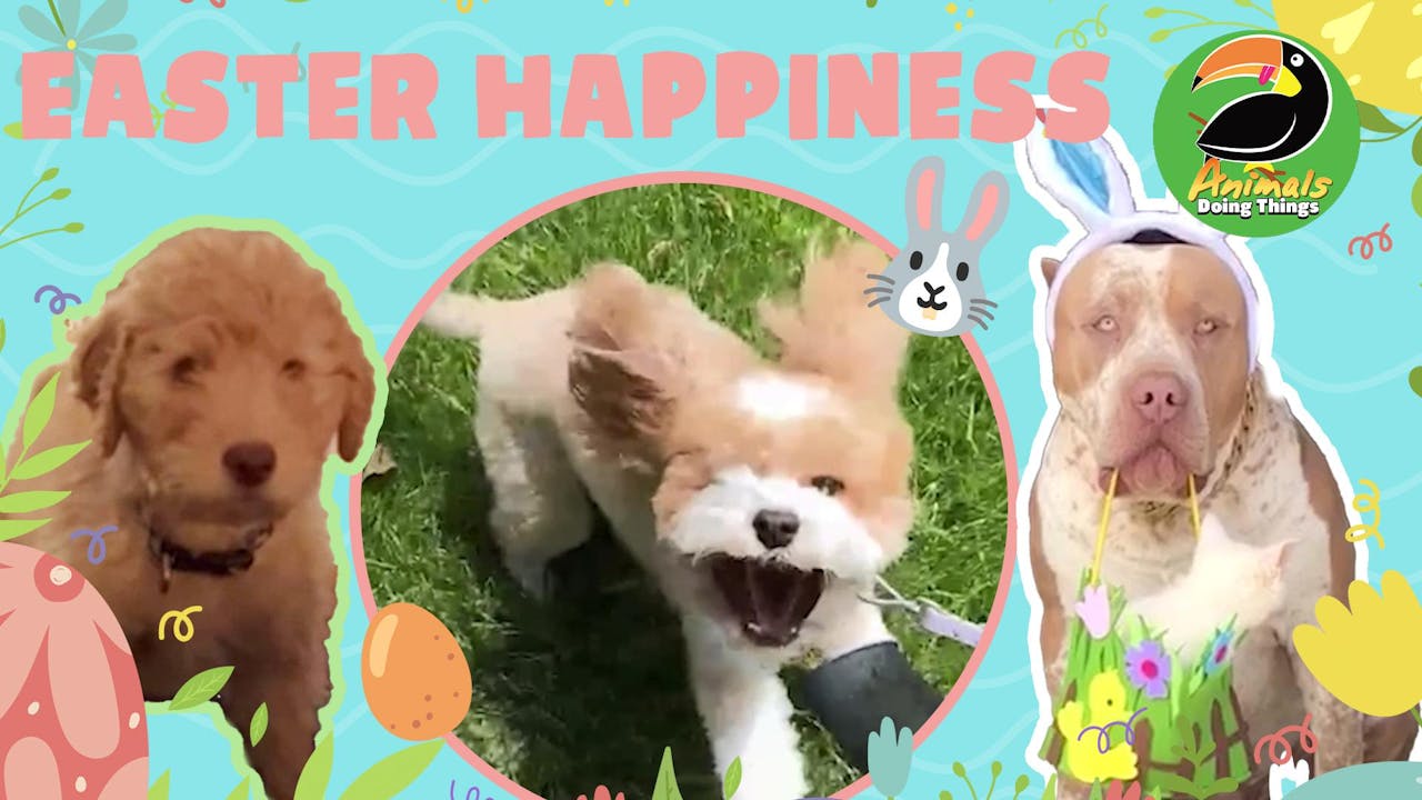 Animals Doing Things | Easter Happiness - Season 1 - Yippee - Faith filled shows!