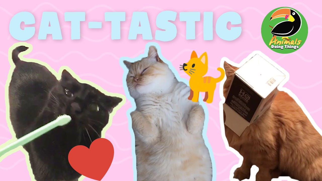 Animals Doing Things | Cat-tastic - Season 1 - Yippee - Faith filled shows!