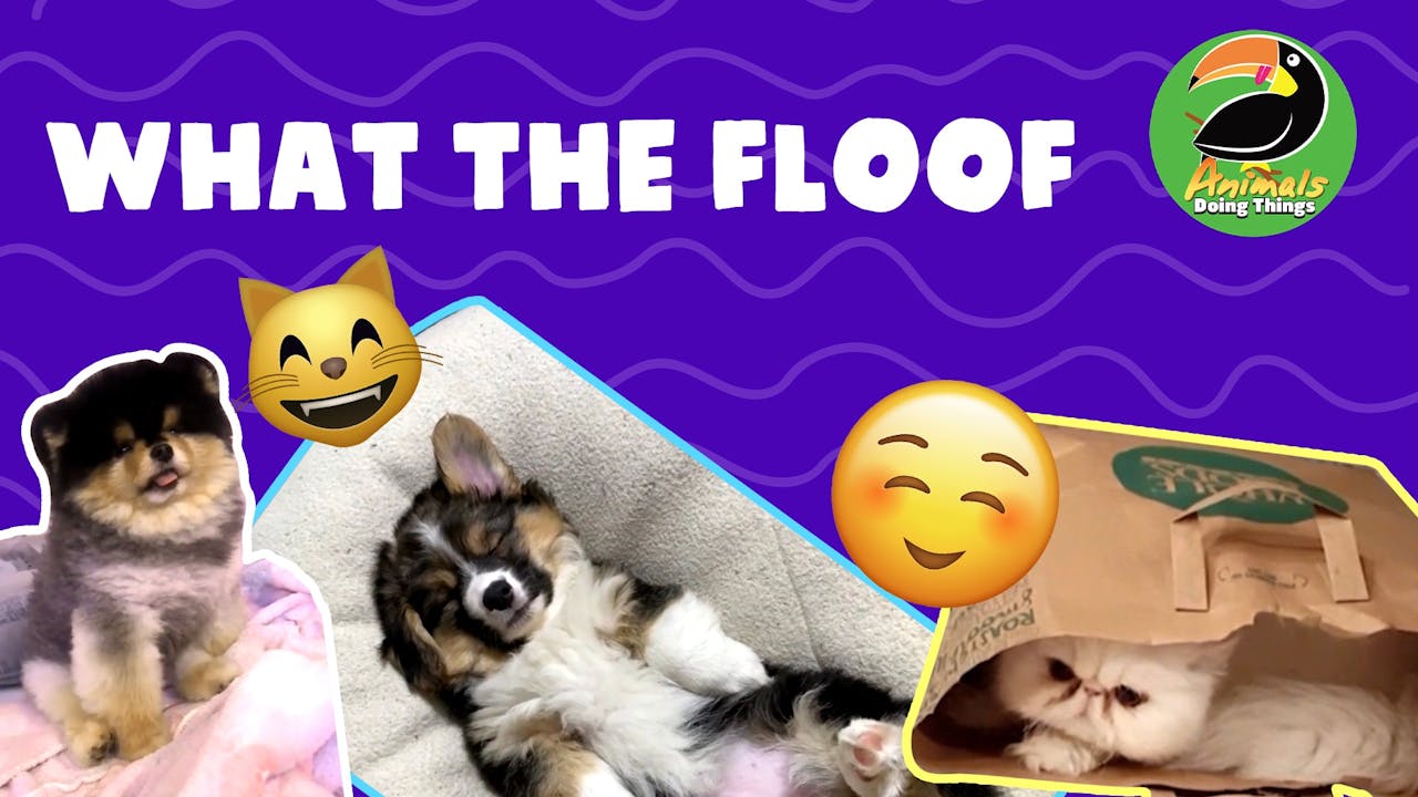 Animals Doings Things | What The Floof - Animals Doing Things - Yippee ...