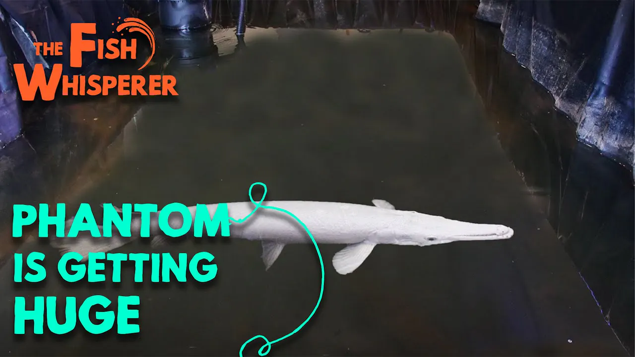 Phantom is Getting Huge! - The Fish Whisperer - Yippee - Faith filled ...