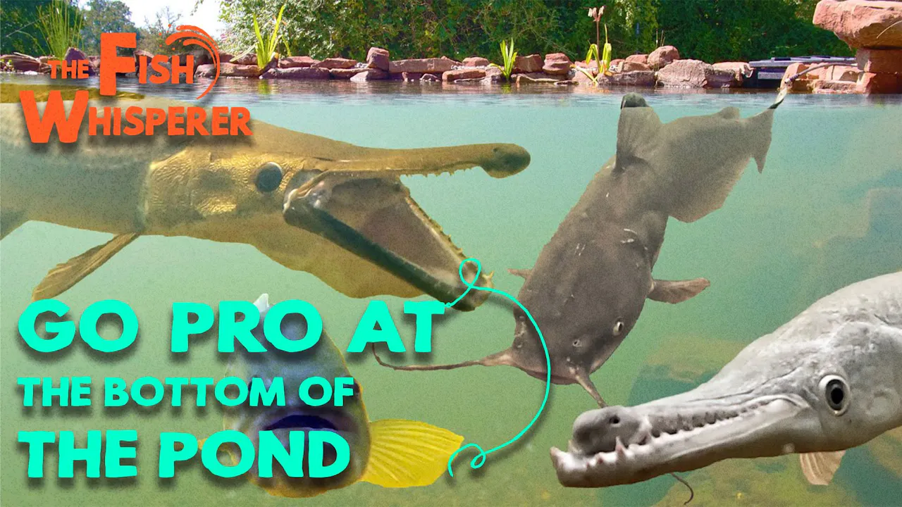 I Left a GoPro at the Bottom of the Pond for 30 Minutes! - The Fish ...