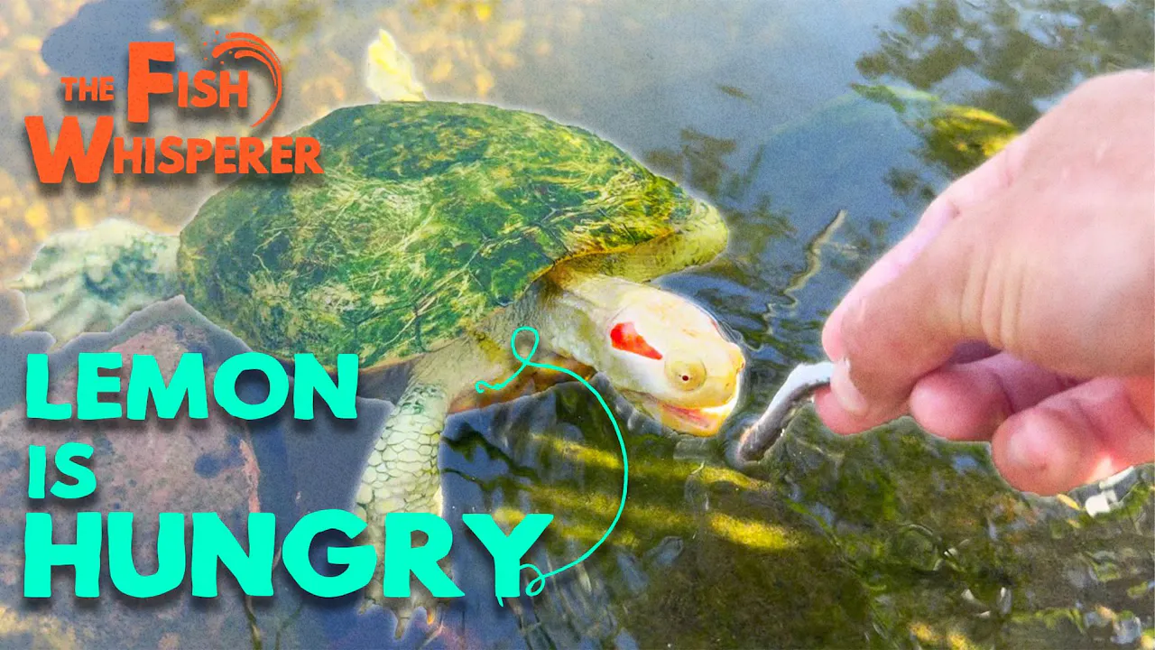 Lemon Is Hungry! - The Fish Whisperer - Yippee - Faith filled shows!