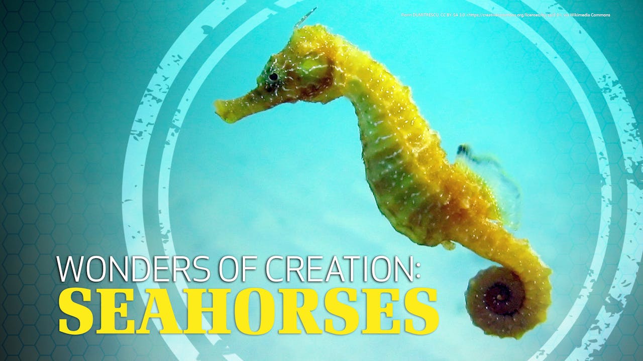 Wonders of Creation: Seahorses - WVBS