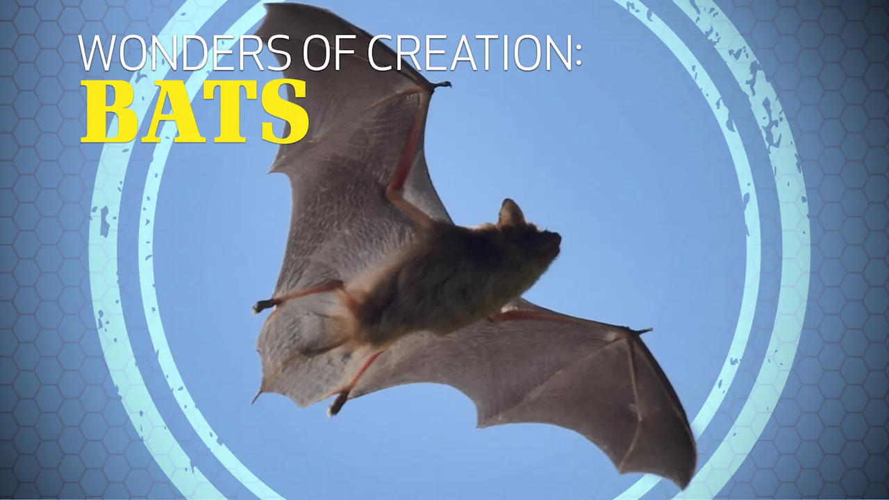 Wonders of Creation: Bats - WVBS