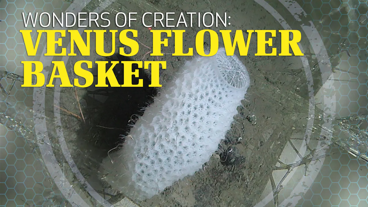 Wonders of Creation: Venus Flower Basket - WVBS