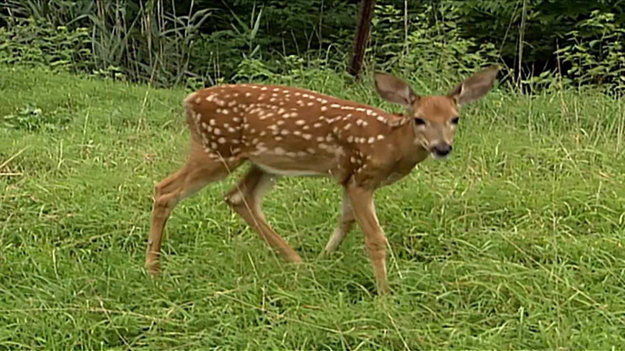S1 Ep 10 - Incredible Animals - Xploration Station