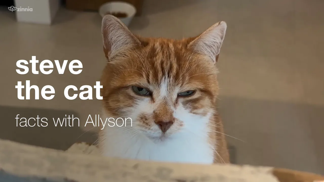 Steve the Cat - Facts with Allyson - Zinnia